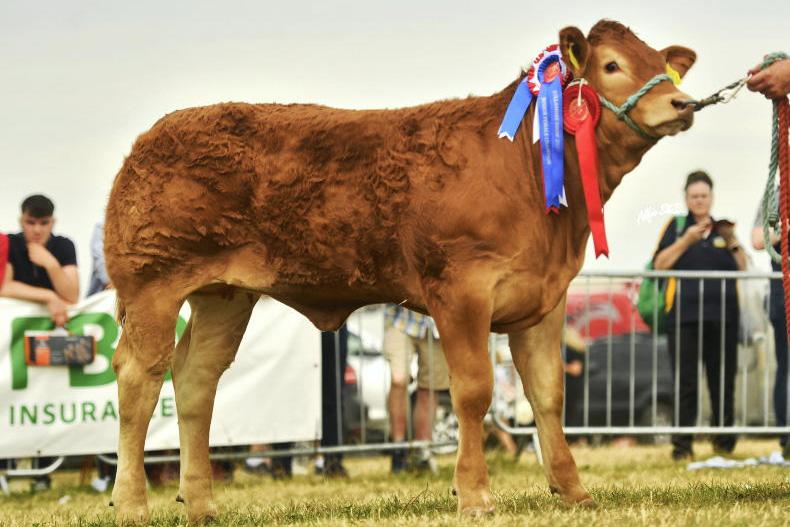 €10,000 'Mega Moo' Limousin heifer competition launched - Free