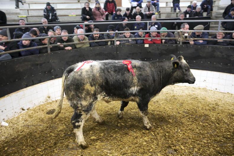 Camera at the Mart: frantic bidding for breeding heifers in Elphin - Free