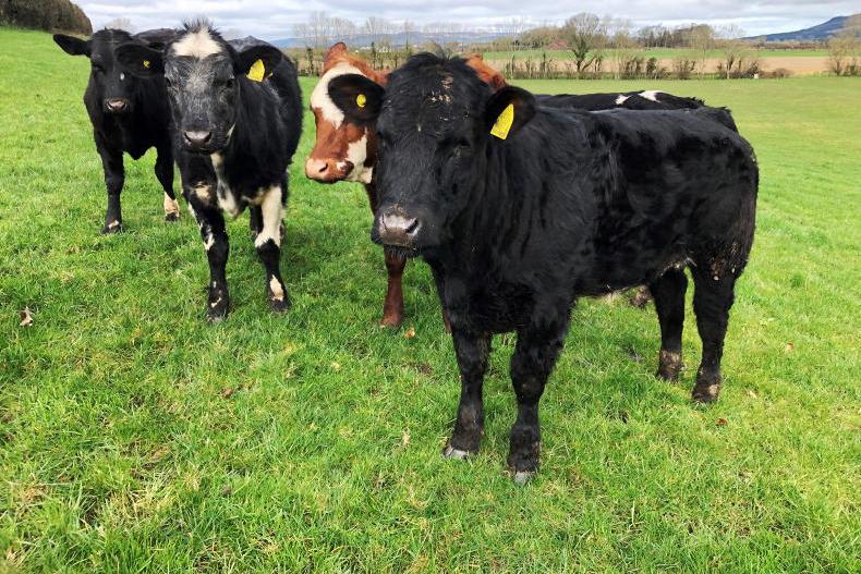 Five tips to prepare for spring grazing - Free