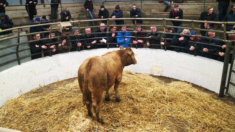 In pictures: sharp weanling trade in Castlerea Mart - Premium