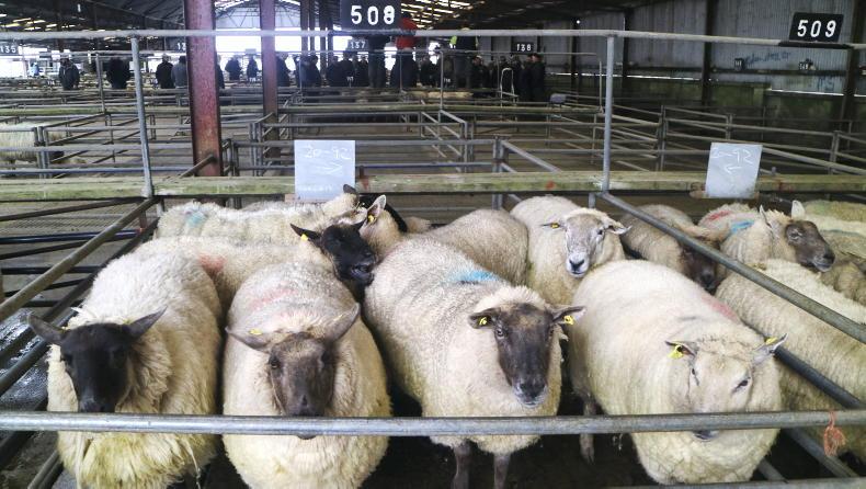 Camera at the Mart: cull ewes sell to €247 in Athenry Mart - Premium