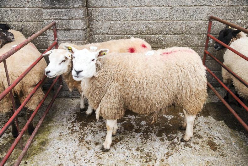 Sheep Management: weather challenges, selling cull ewes and artificial ...