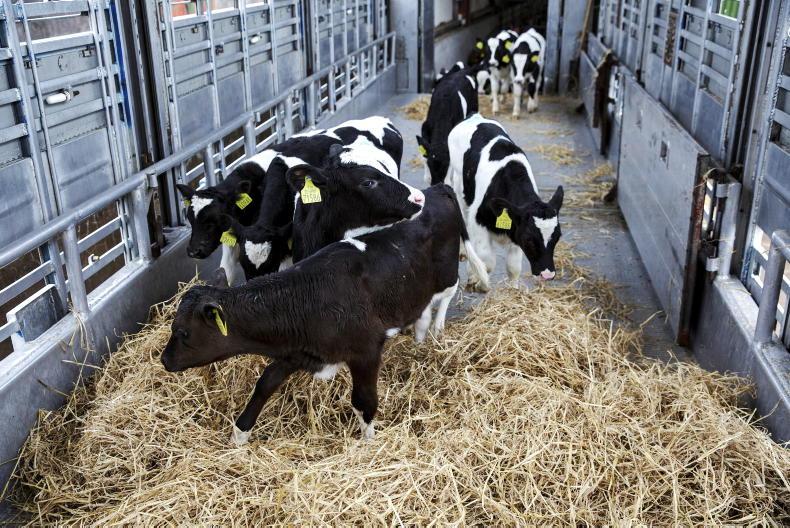 French lairage reopens as calf plane on hold - Premium
