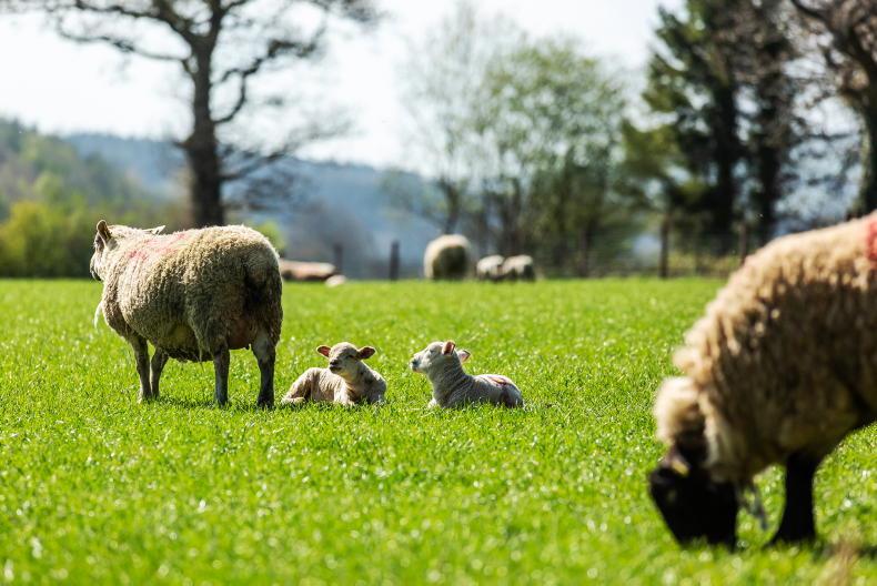 Wool Council can set the tone for better sheep returns - Kerrane - Free