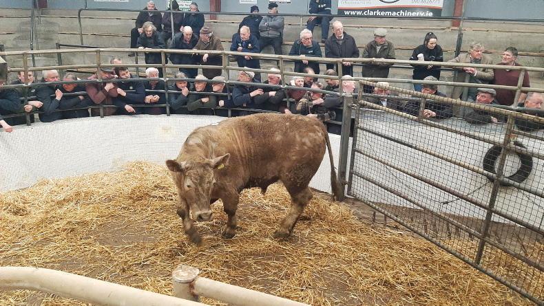 In pictures: entries holding strong with over 1,000 head in Castlerea ...
