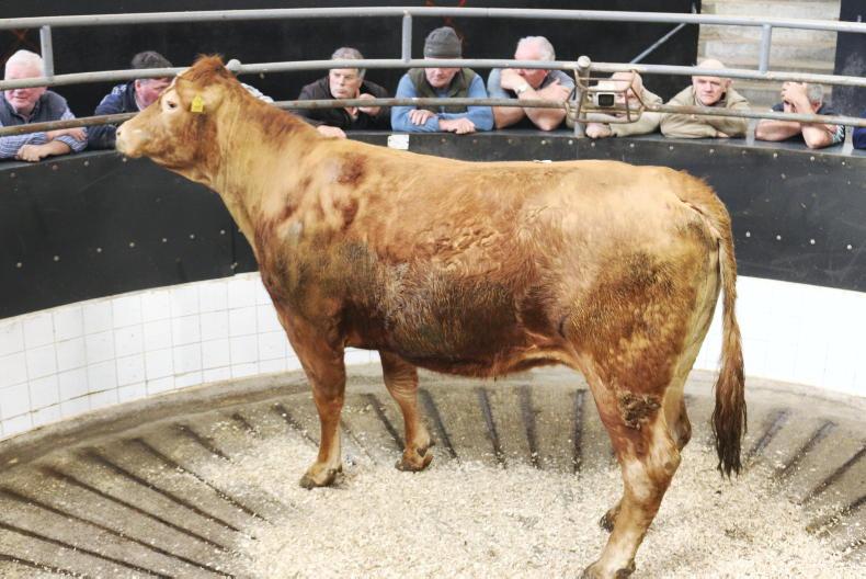 Camera at the Mart: bullocks continue strong trade in Elphin - Free