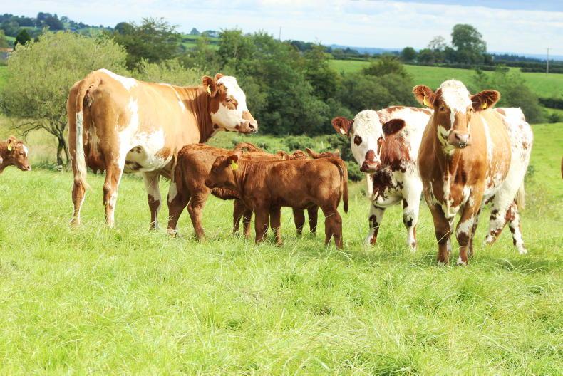 Five tips to prepare for autumn calving - Free
