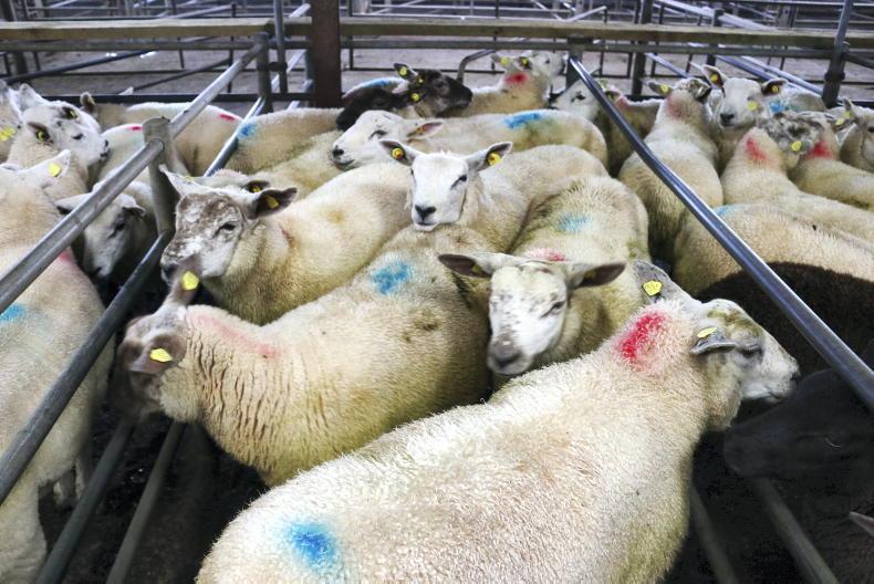 Camera at the Mart: fleshed lambs in demand in Tuam Mart - Free