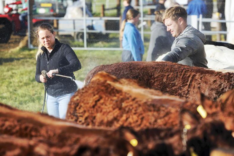 In Pictures: Tullamore Show 2023 - Free