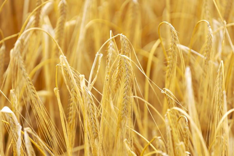 Exclusive: new malting plant to be built in Co Carlow - Free