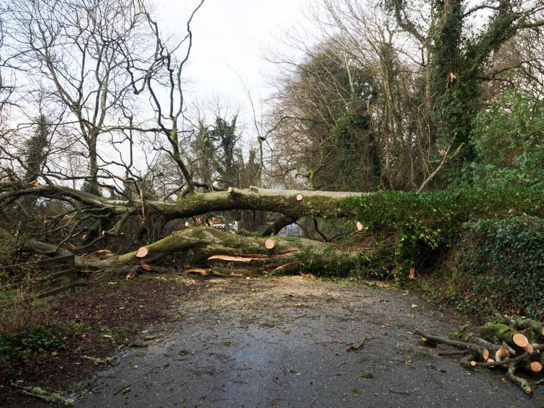 Storm Debi: farms among 100,000 premises without power - Free