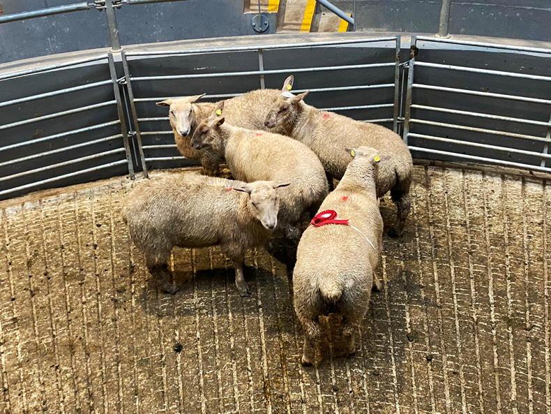 Camera at the Mart: Corrin Christmas crackers sell to €315 - Free