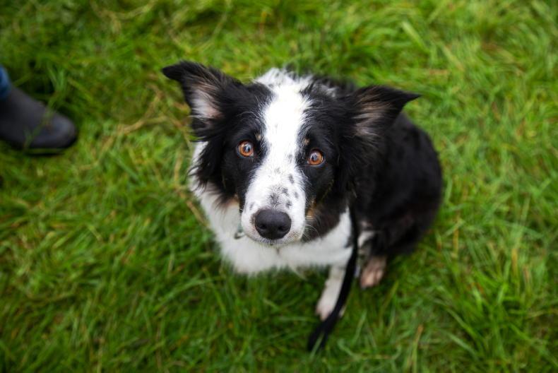 Public reminded ‘a dog is for life’ ahead of Christmas - Free