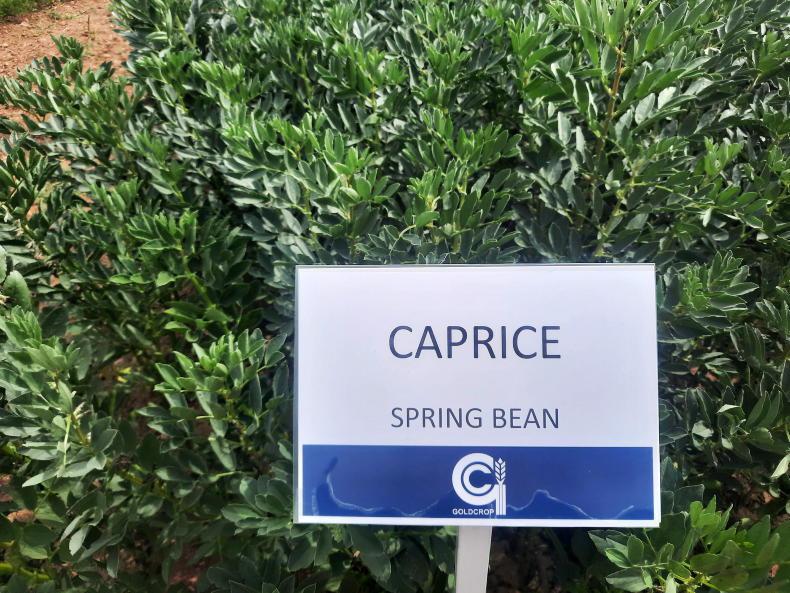 Spring beans list ups the protein - Free