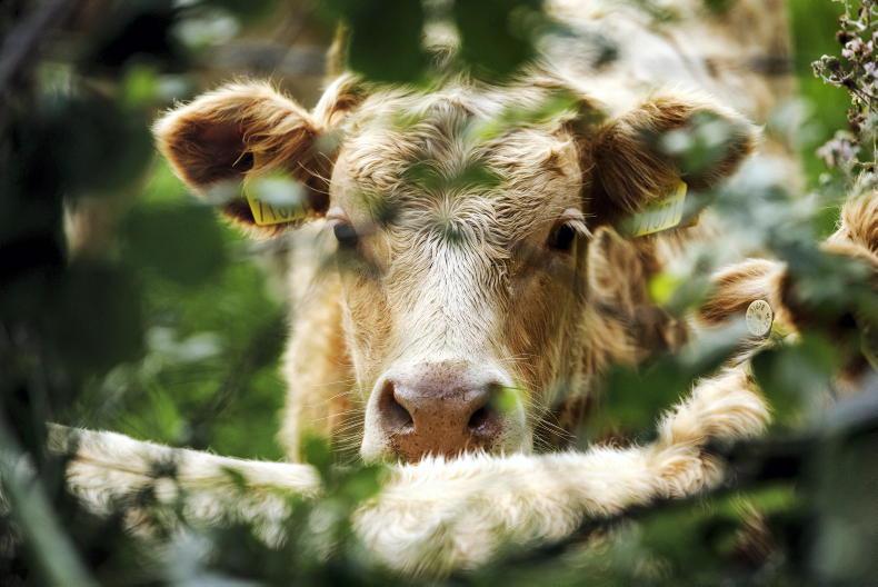 Funding package for BVD still under discussion - Premium