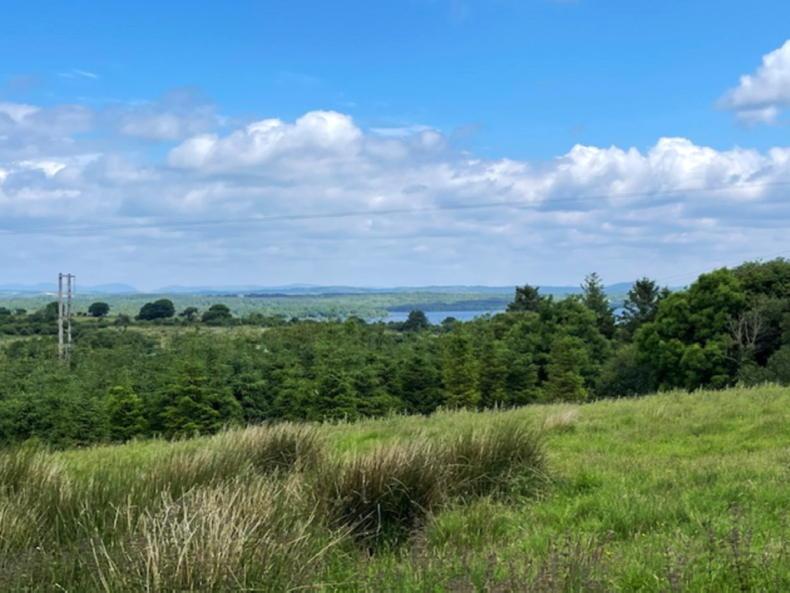 Good Sitka spruce forestry for sale - Free