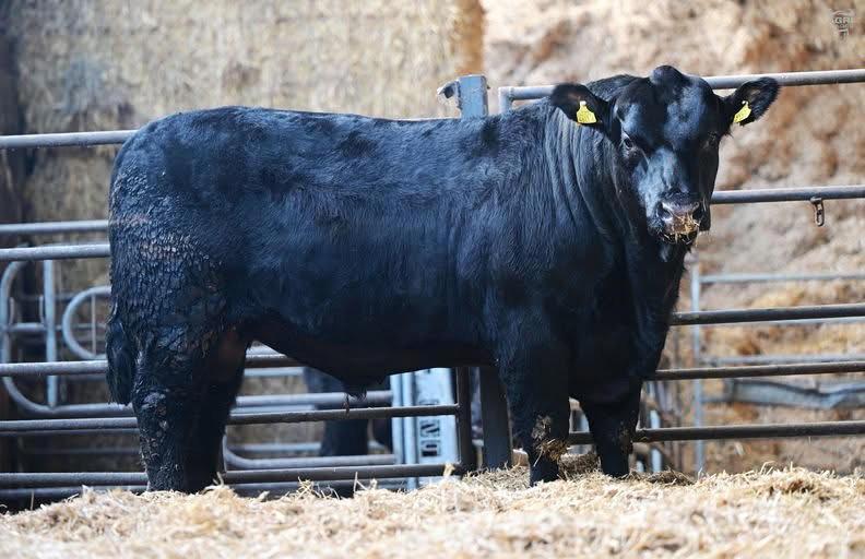 Active online bidding sees full clearance at Loughans Angus bull sale ...