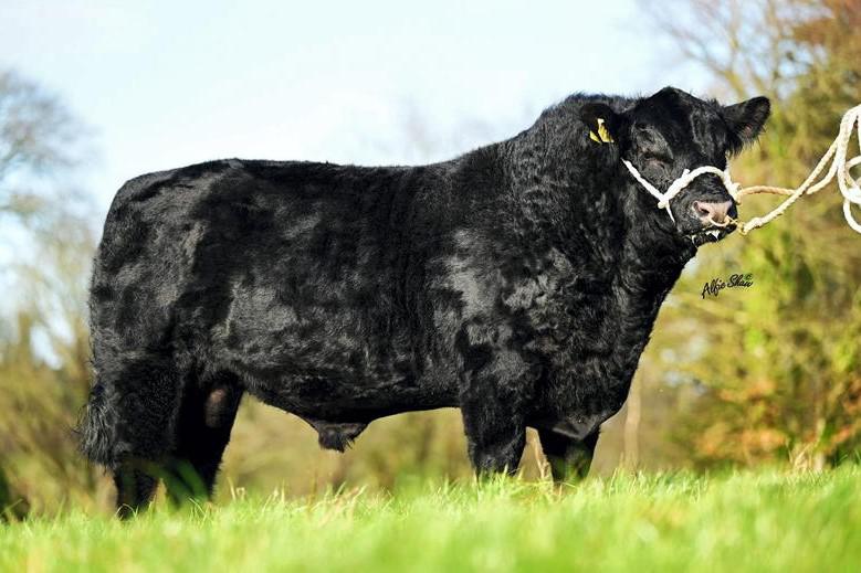 Angus bulls sell to €9,000 at Carrick sale opener - Free