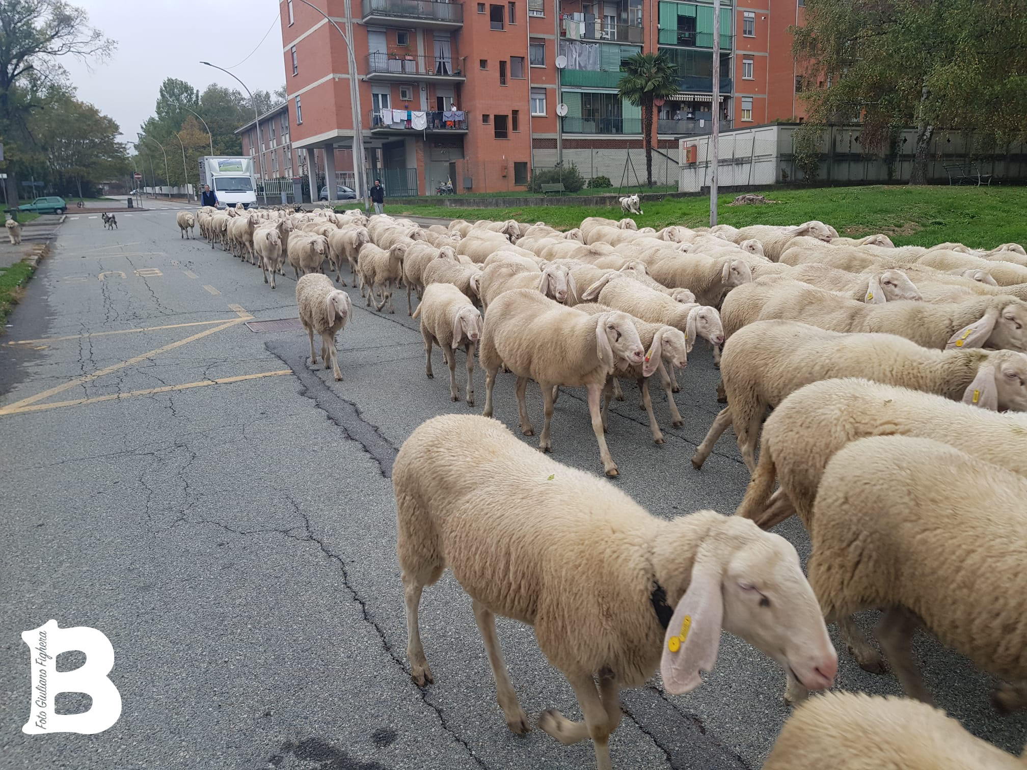 Spettacolare transumanza delle pecore: in mille alle porte di Biella ...