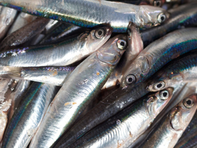 Anchois au vinaigre - Recette des anchois frais marinés au vinaigre de ...