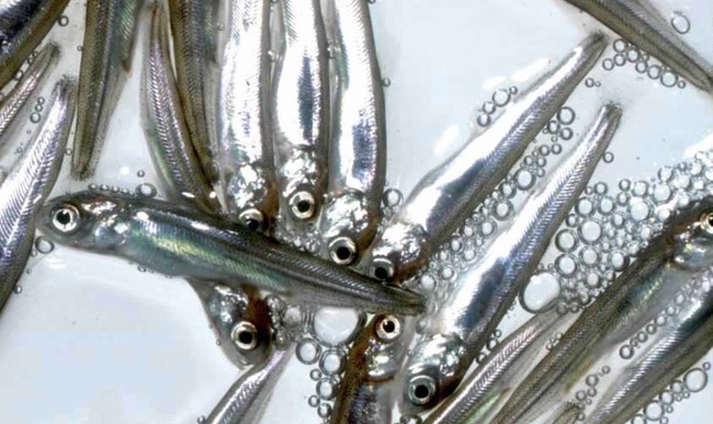 Recettes de poutine et de poisson