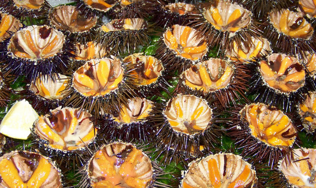 Idées de recettes de cuisine à base d'oursins