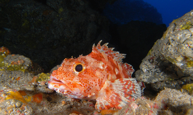 Recettes de rascasse