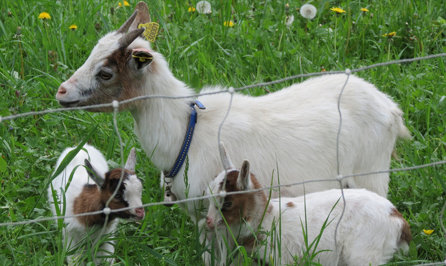 Recettes de chevreau : des idées de recettes faciles et originales