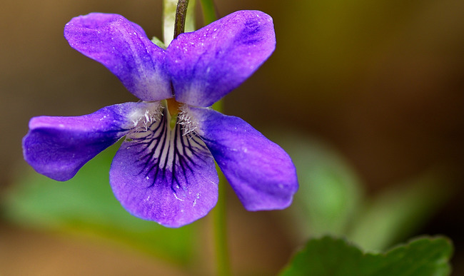 Idées de recettes à base de violette