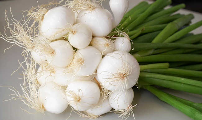 Découvrez toutes nos idées de recettes pour cuisiner l'oignon nouveau ...