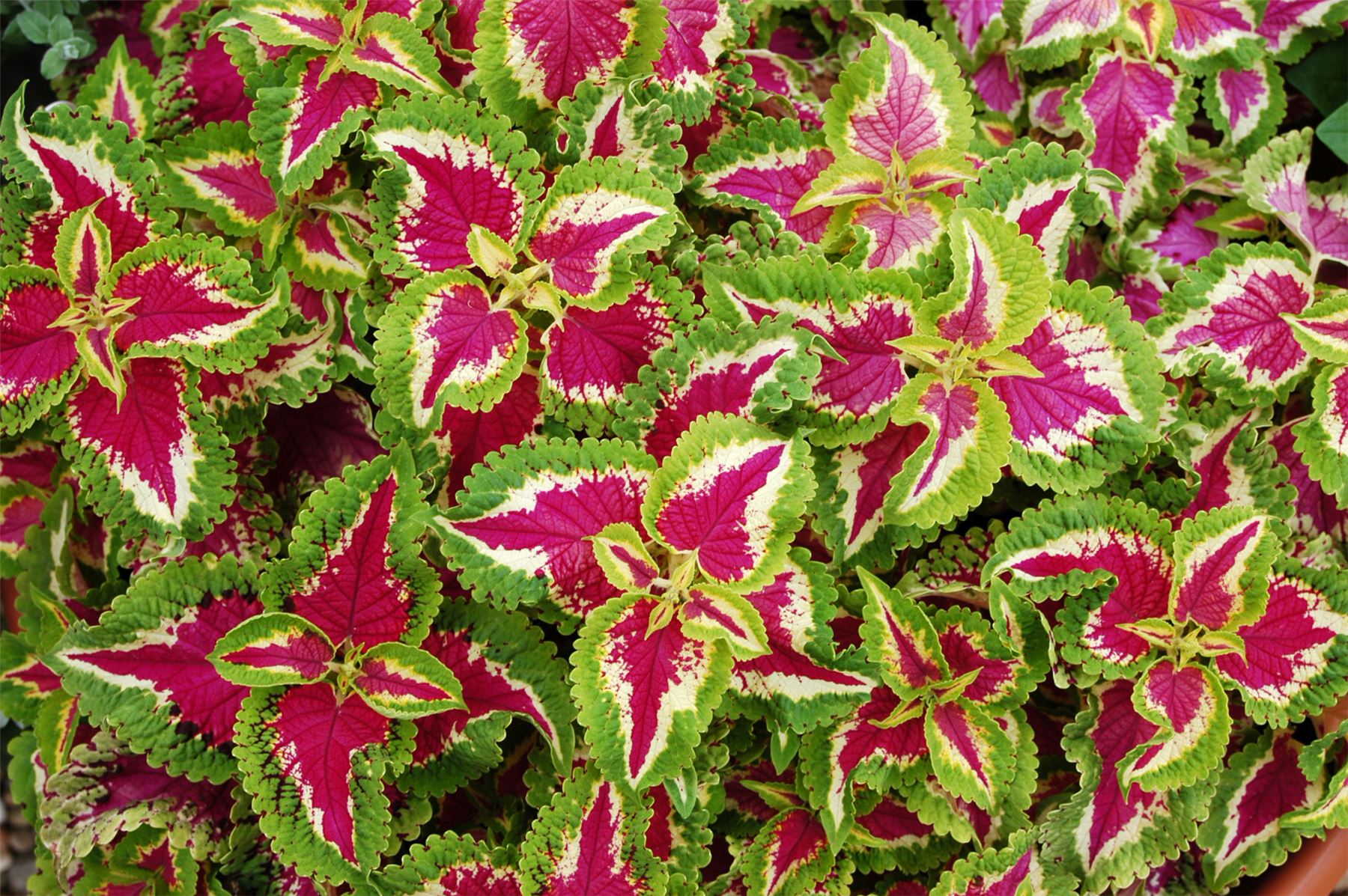 Flower - Coleus - Kong Rose - 10 Pelleted Seeds | eBay