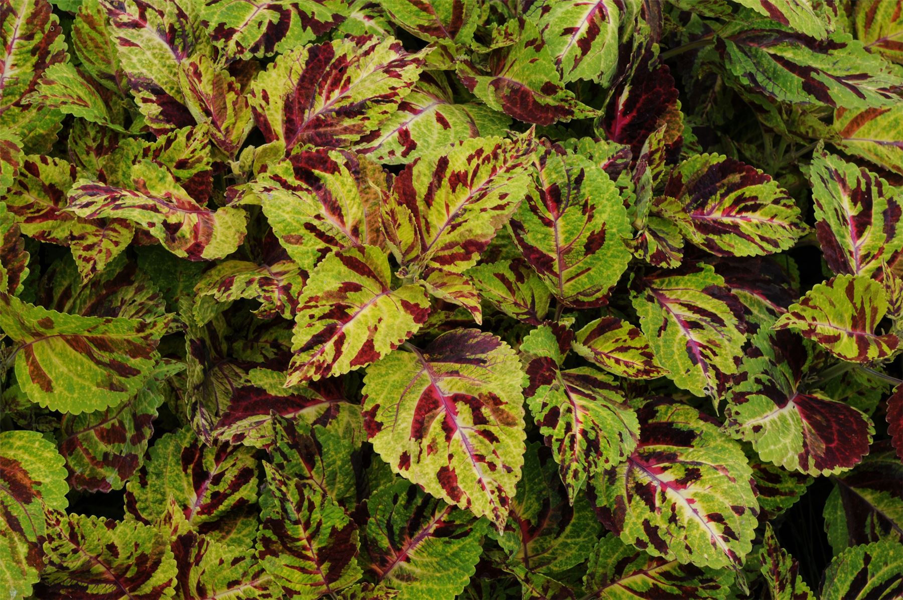Flower - Coleus - Wizard Mosaic - 30 Seeds | eBay