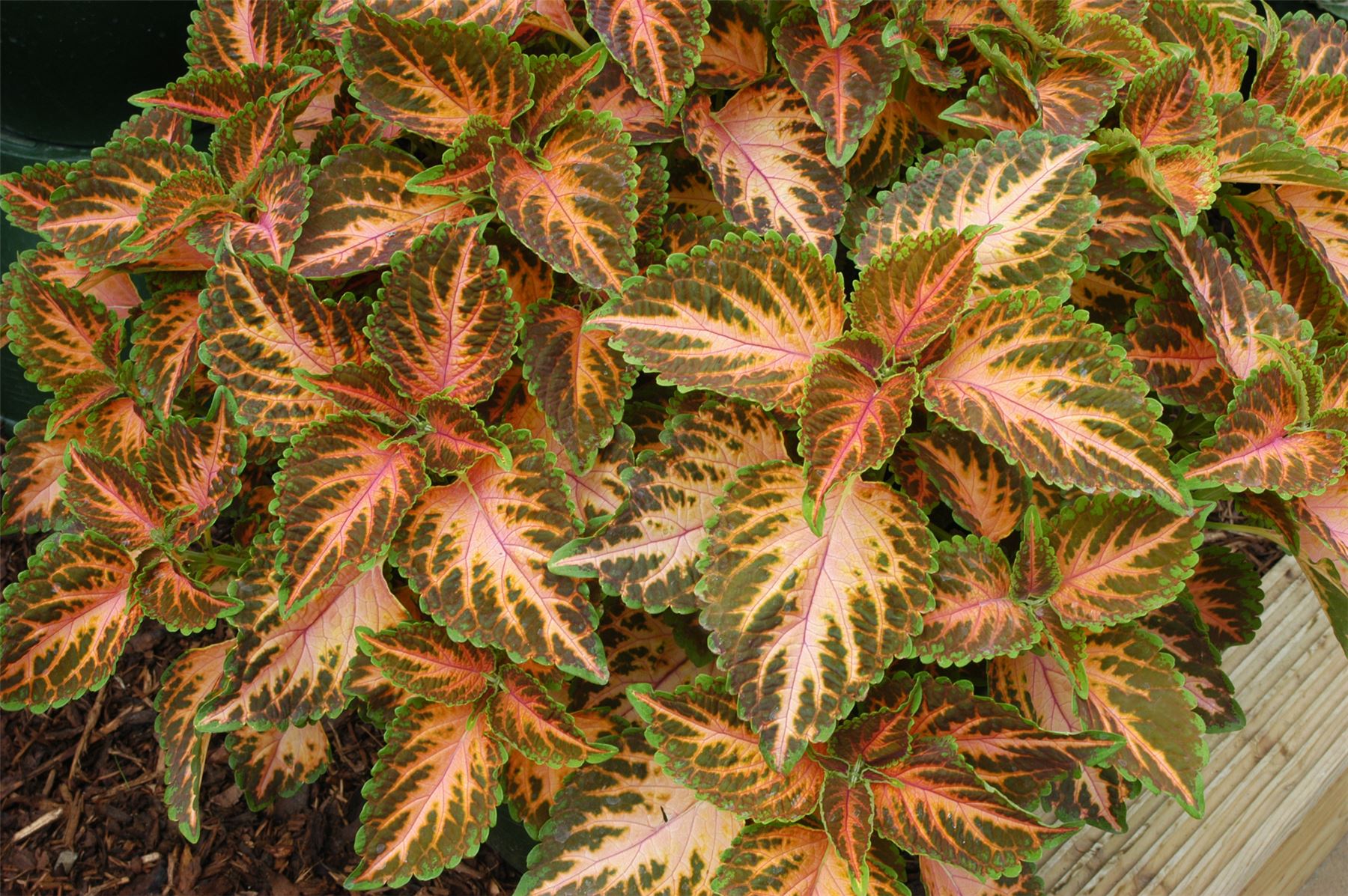 Flower - Coleus - Wizard Coral Sunrise - 30 Seeds | eBay