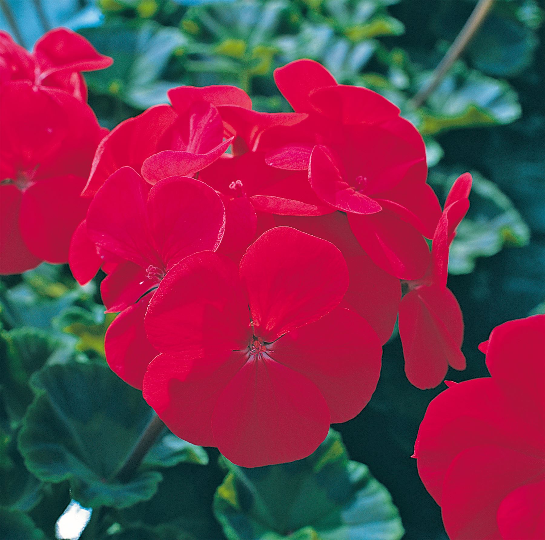 Flower - Geranium - Horizon F1 - Red - 10 Seeds | eBay