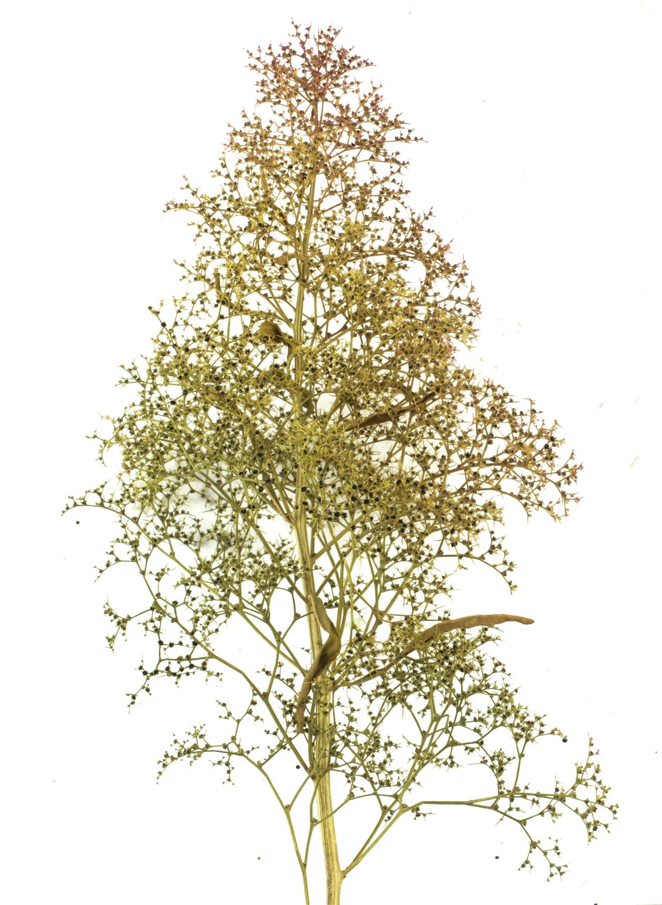 War World Scenics Medium Seafoam Trees 110mm -sea Foam Modelling ...