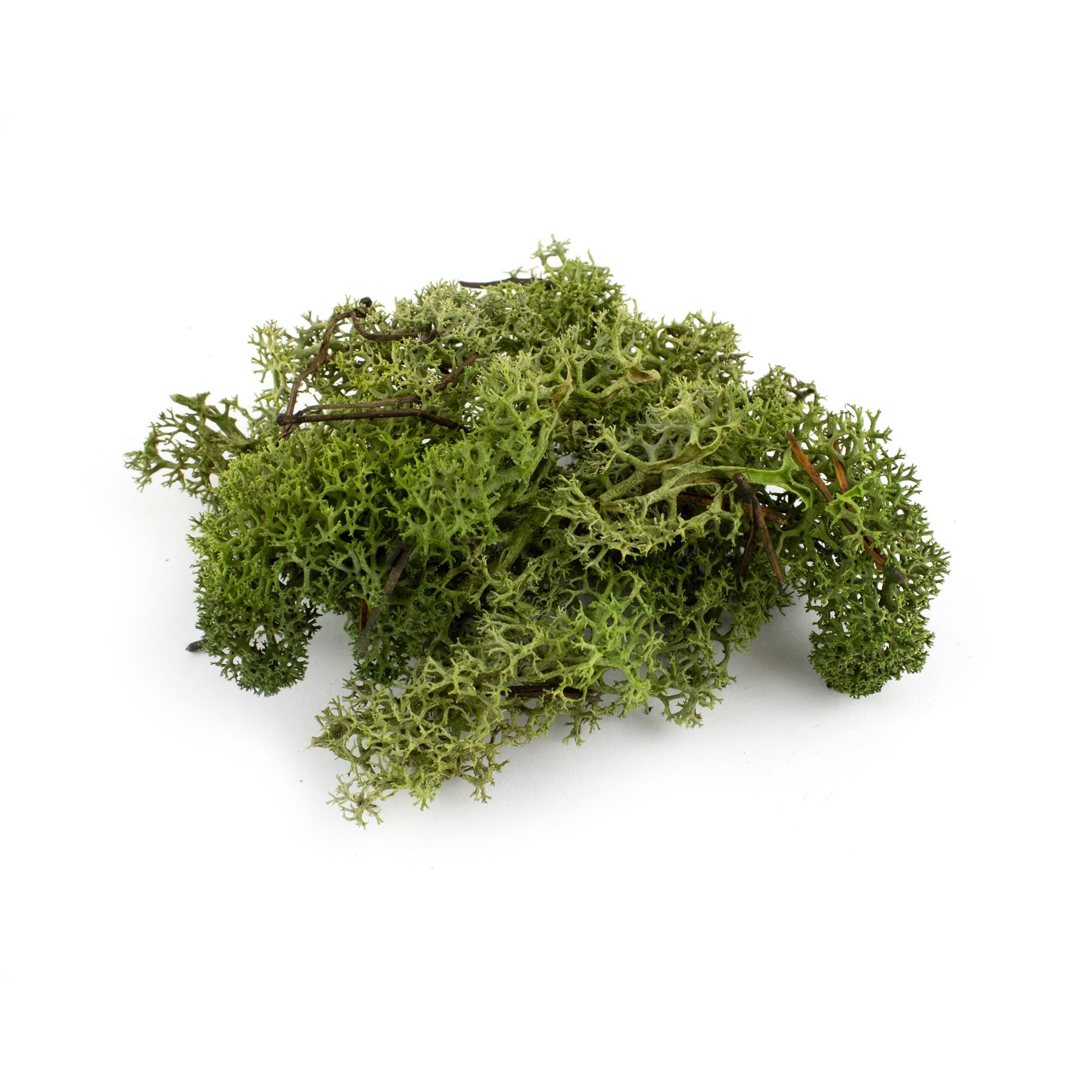 Wargaming Trees Light Green Lichen Moss - 20g Bag For Model Railway ...