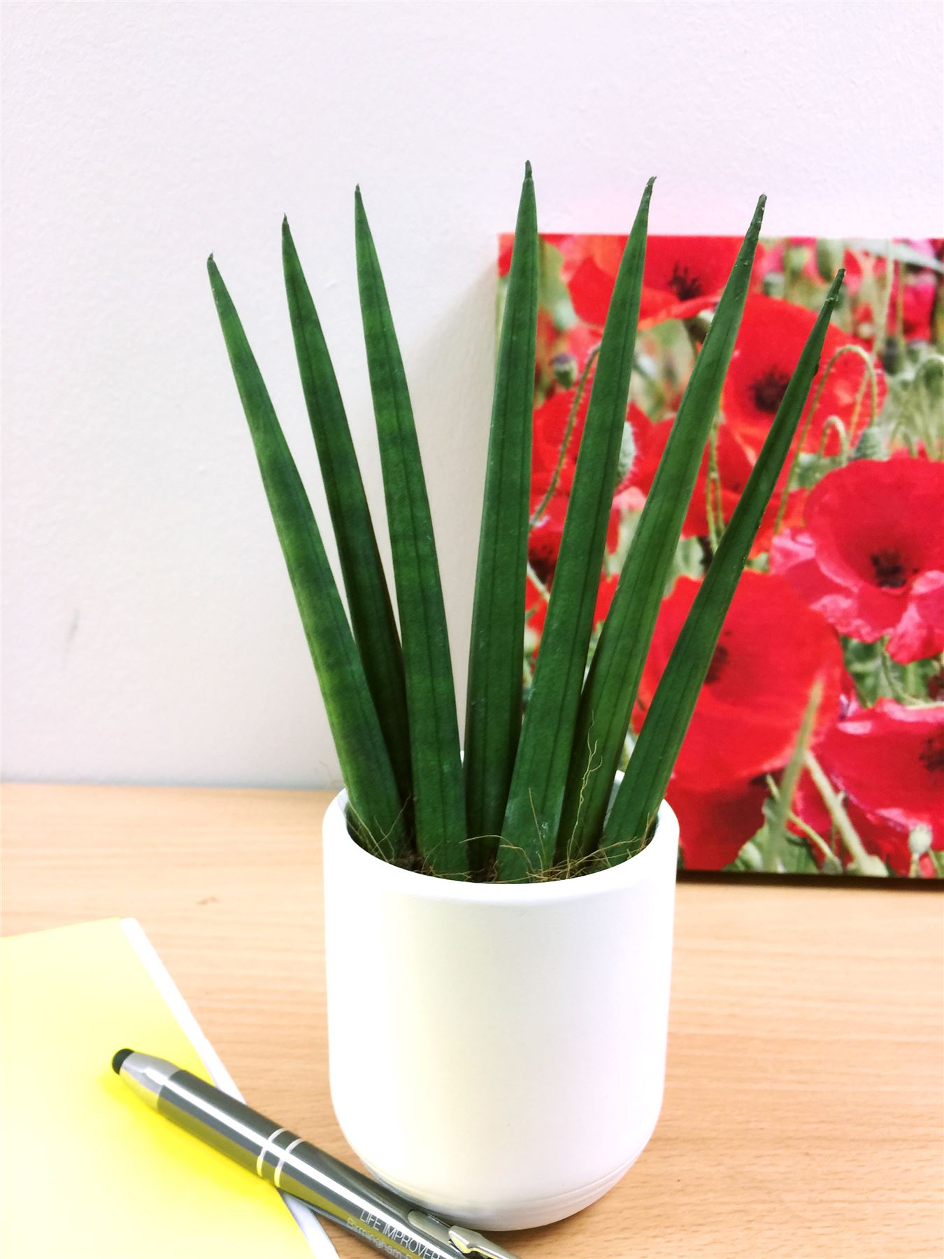 Skyline Spear Sansevieria Succulents Cylindrical Snake Plant Pot