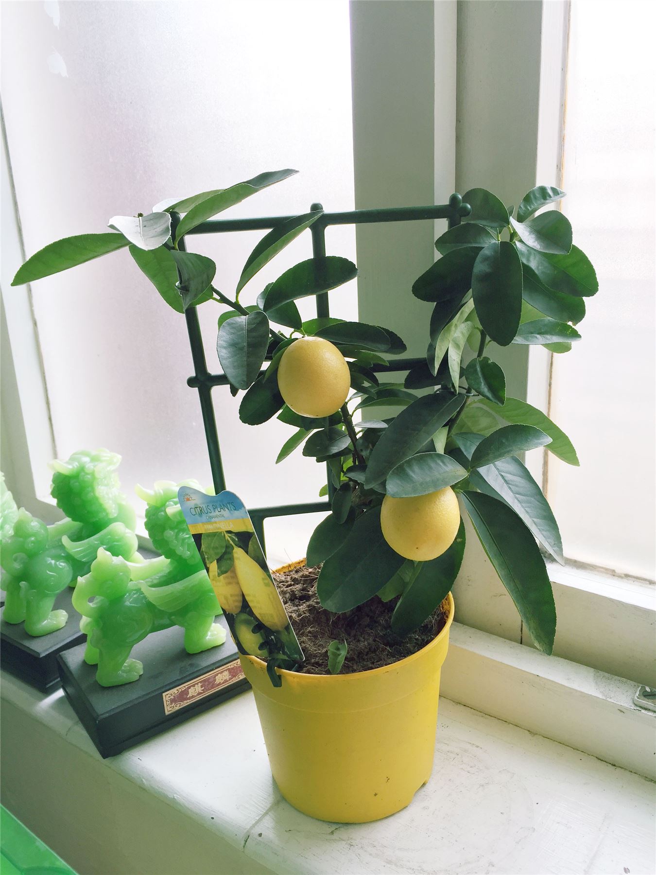 1 LEMON INDOOR TREE @ POT OUTDOOR GARDEN SCENT CITRUS FRUIT TRELLIS ...