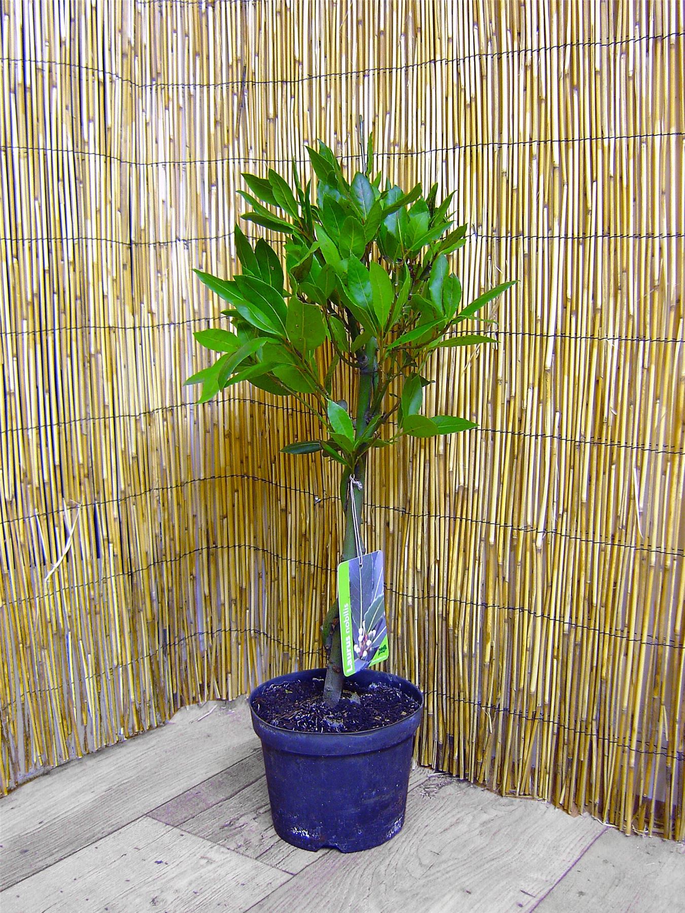 Hardy Fragrant Aromatic Laurus Nobilis Sweet Bay Tree In Pot Indoor