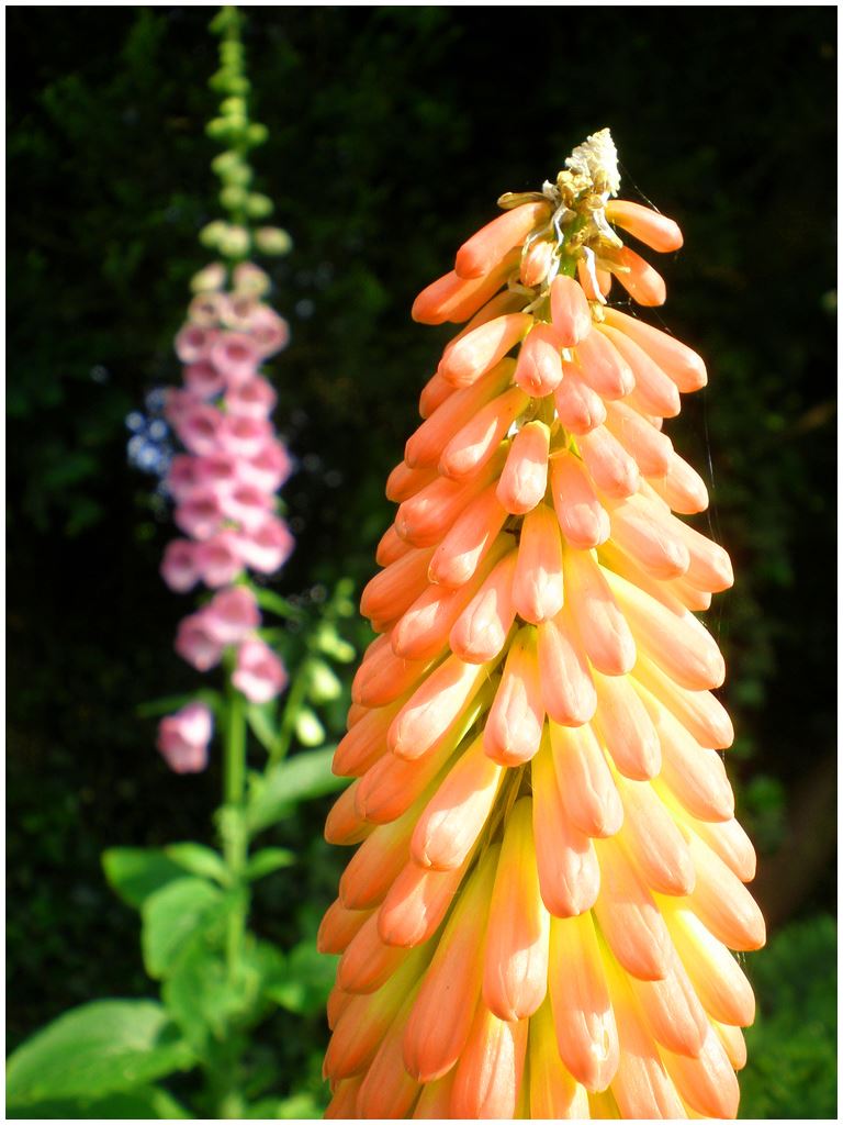 3 / 6 RED HOT POKER TORCH LILY PERENNIALS PLANT ROOTS SPRING LGARDENING ...