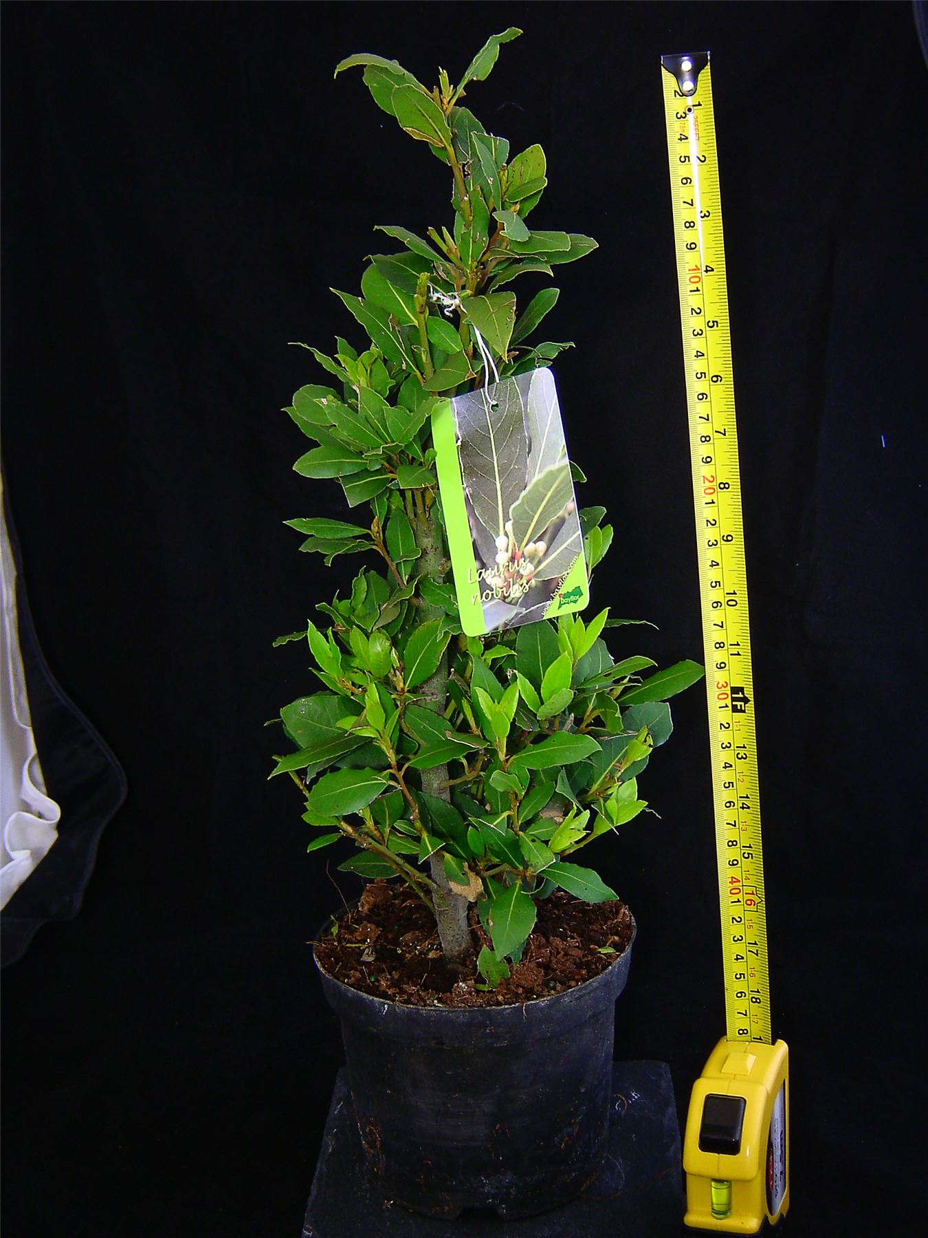 Hardy Fragrant Laurus Nobilis Sweet Bay Tree in Pot Indoor Outdoor ...