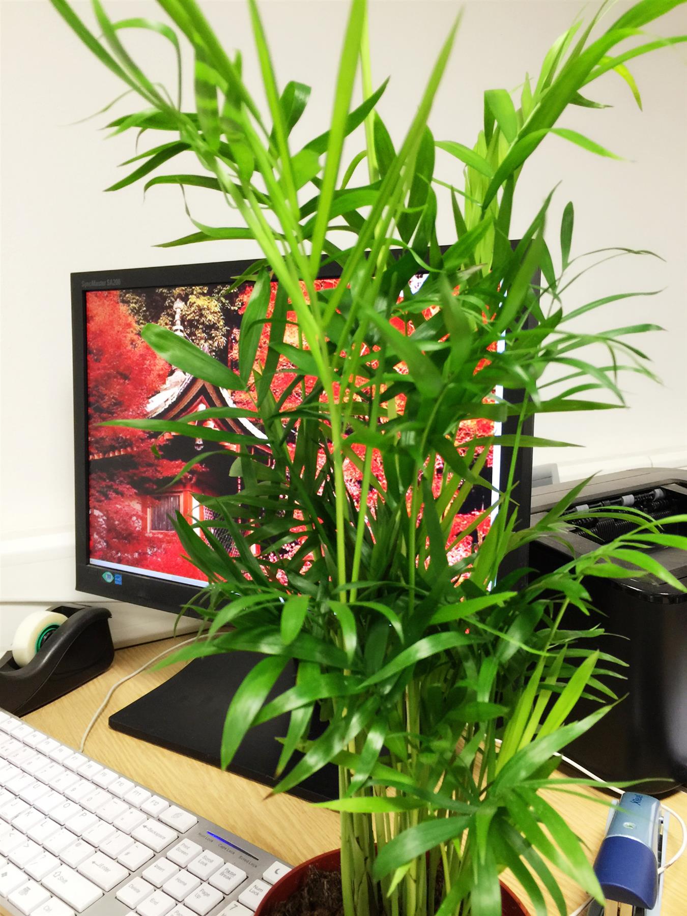 1 Upright Palm Chamaedorea Elegans Evergreen Indoor Plant Garden Bamboo ...