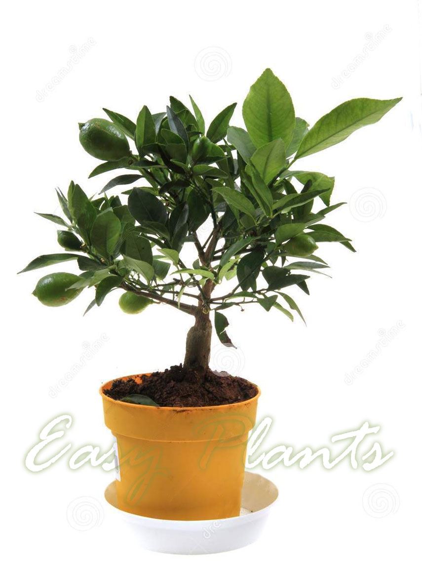 1 LEMON INDOOR TREE @ POT OUTDOOR GARDEN SCENT CITRUS FRUIT TRELLIS ...