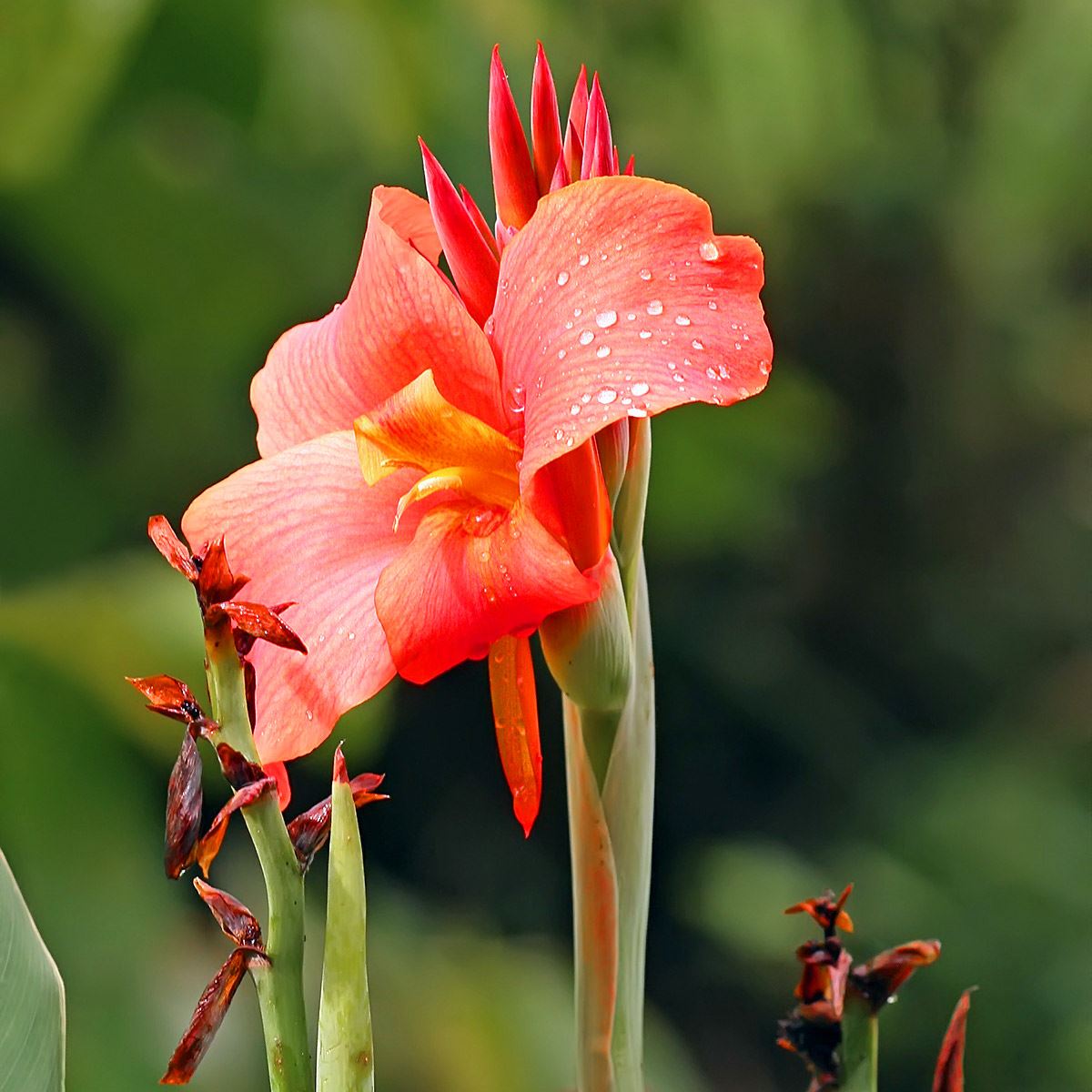 Long Lasting Giant Red Flowers Canna Lily Roots Perennial Plant ...