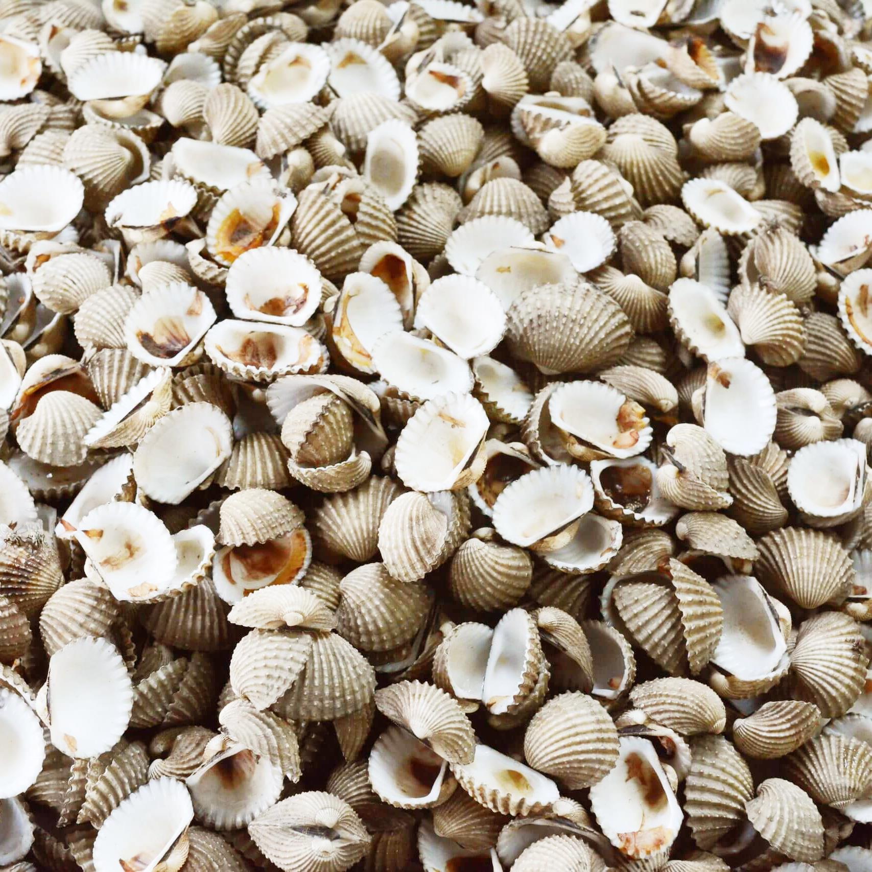 1to30kg Cockle Sea Shell Mulch Chippings Pathway Deter Weed Plants ...