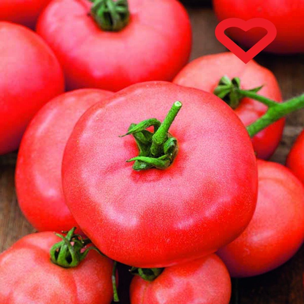 Tomato Seeds Vegetable Garden Grow Moneymaker Cherry Beef Tomato EBay
