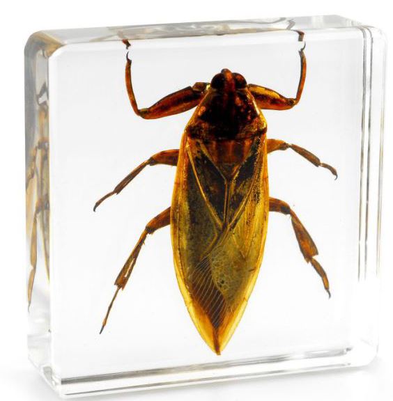 Real Office Insect Paperweight Beetles Bugs Rose Chafers Specimens ...