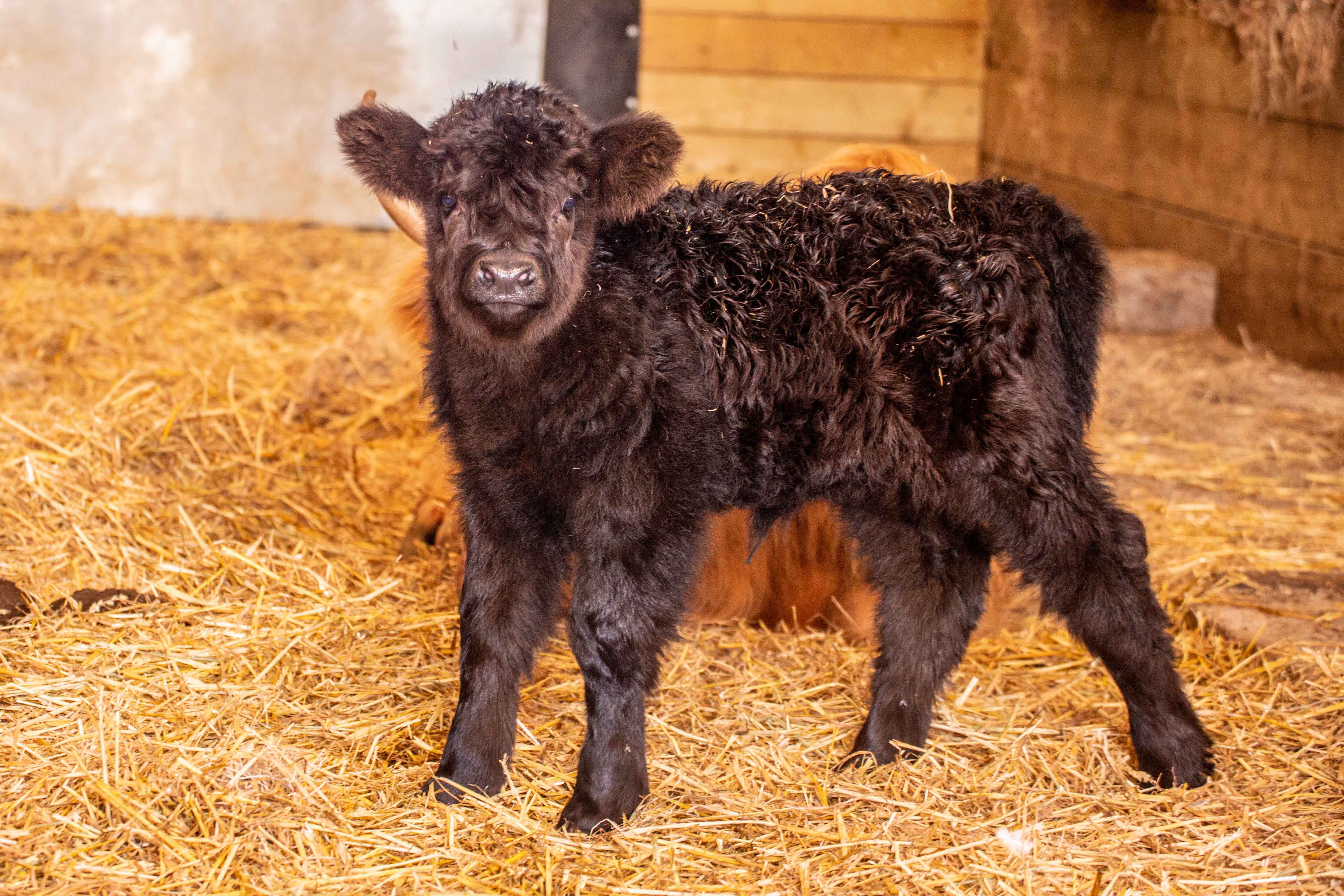 Fluffy Highland calf is born for first time in 5 years at Noah’s Ark