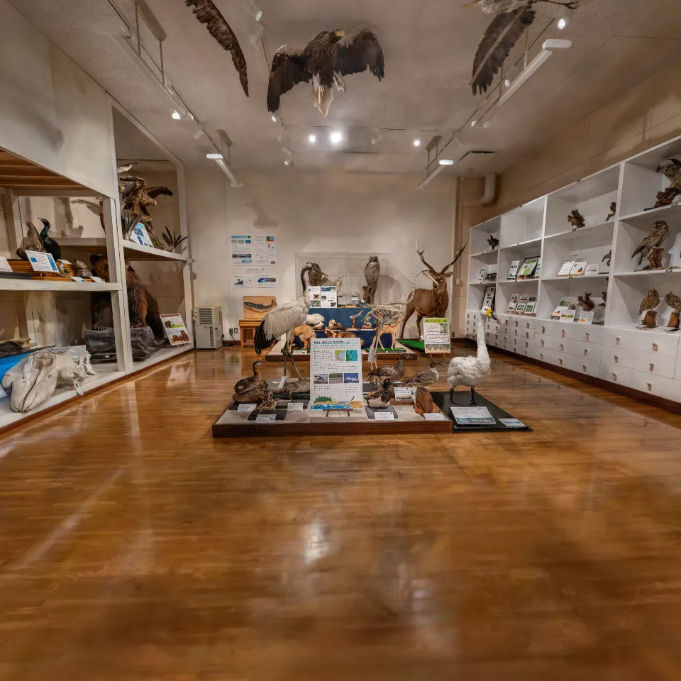 Taxidermy Specimen at the Nemuro City Museum History and Nature