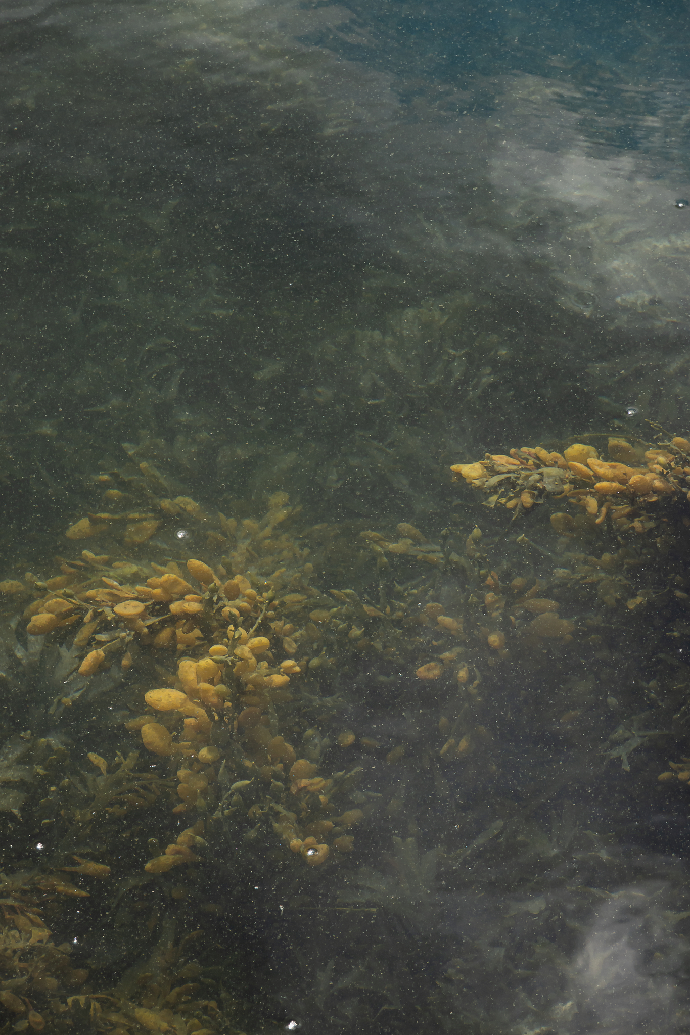 exto.nl | Nebula II [tryptych] van Frans Blanker